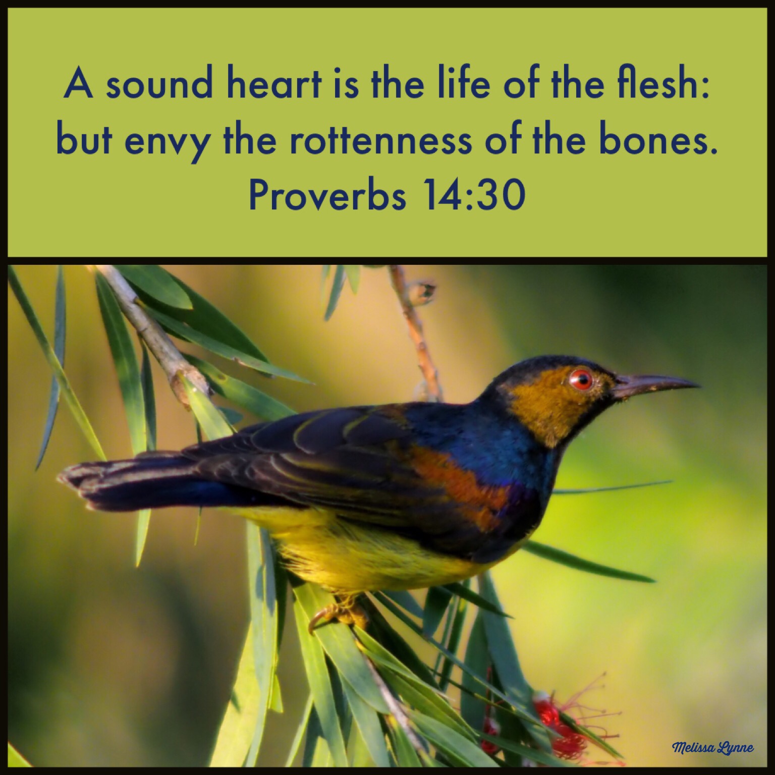 Envy Rots the Bones – If anyone knows Melissa…