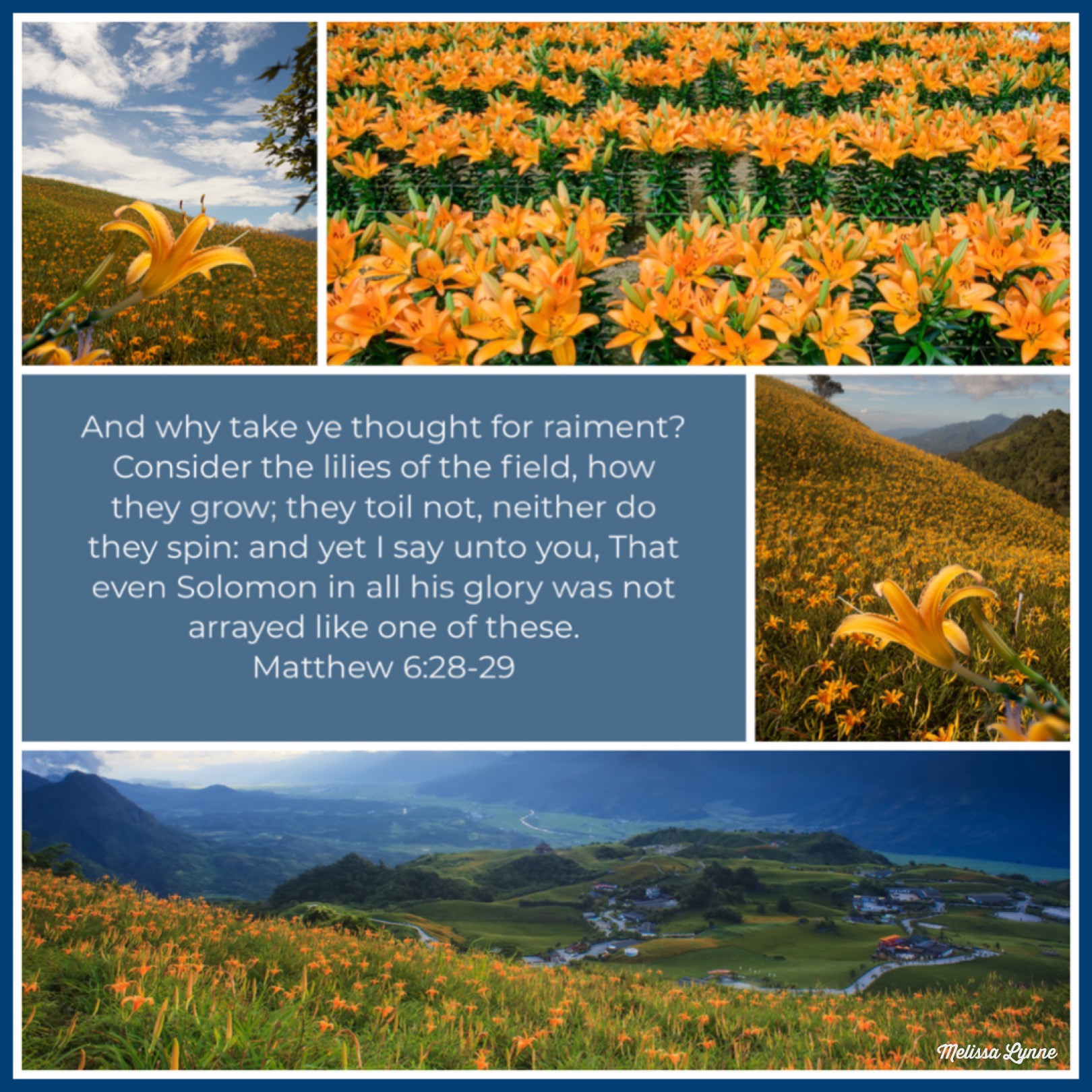 Consider the Lilies of the Field – If anyone knows Melissa…