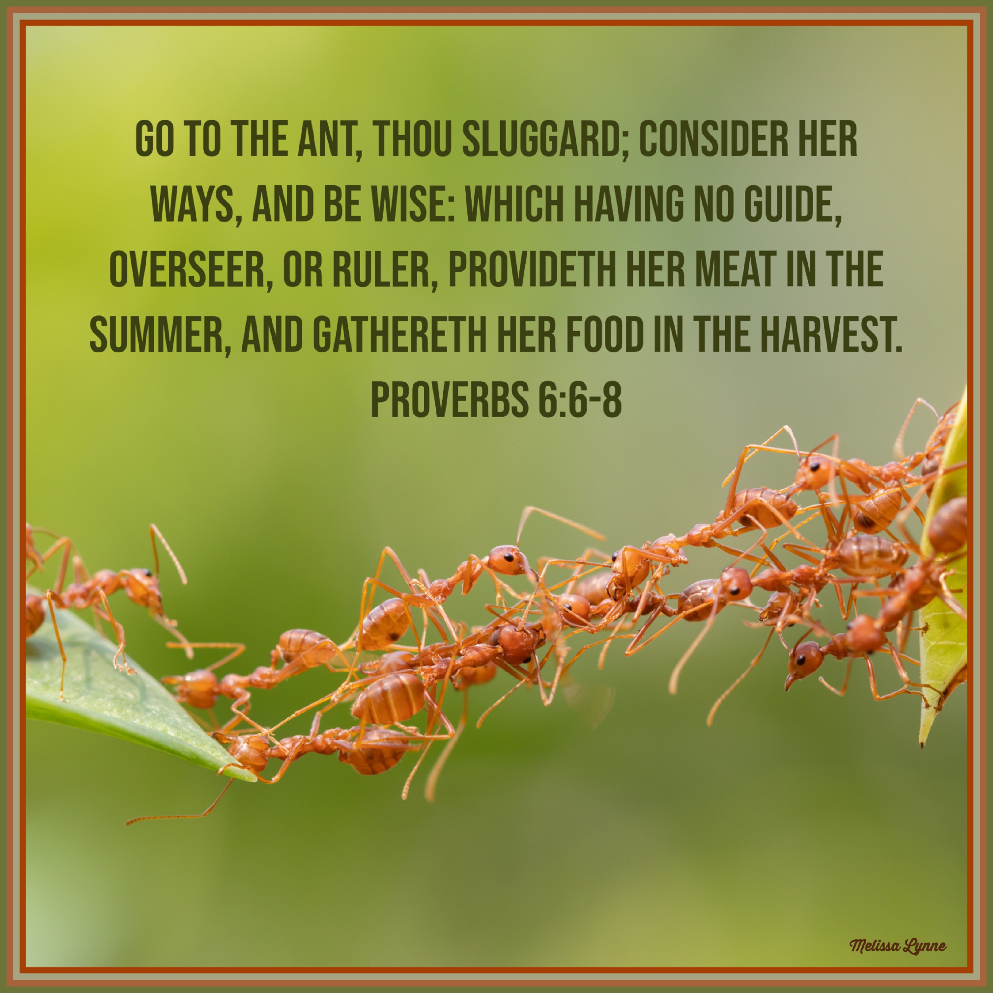 Go to the Ant, Thou Sluggard – If anyone knows Melissa…